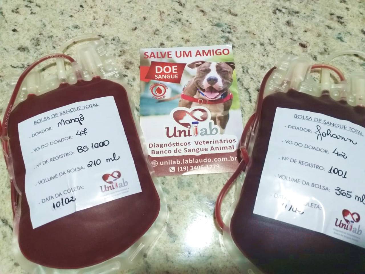 Banco de sangue animal em Americana, SP | Classificados - Solutudo