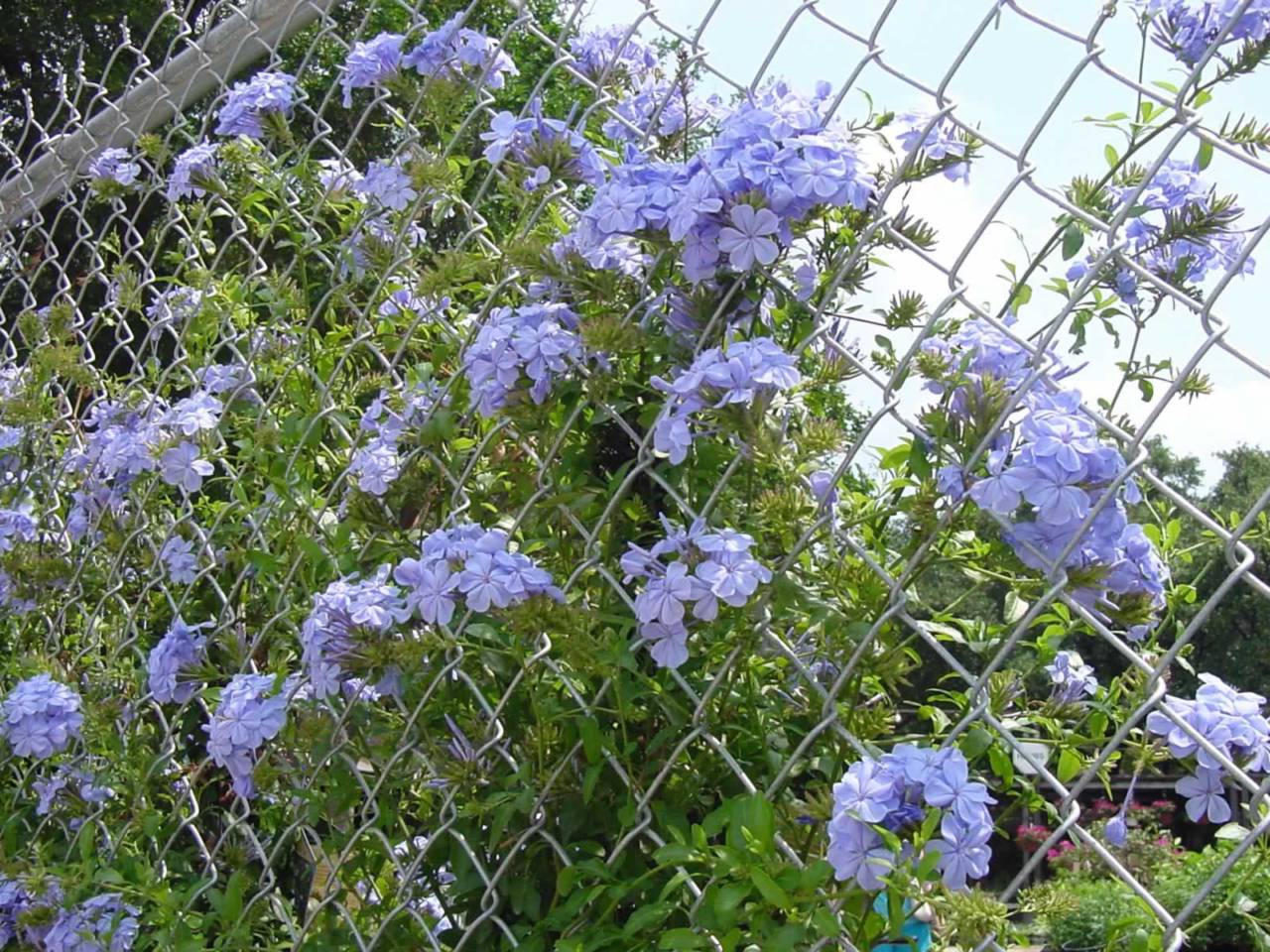 Bela emília (plumbago auriculata) em Ourinhos, SP | Classificados ...