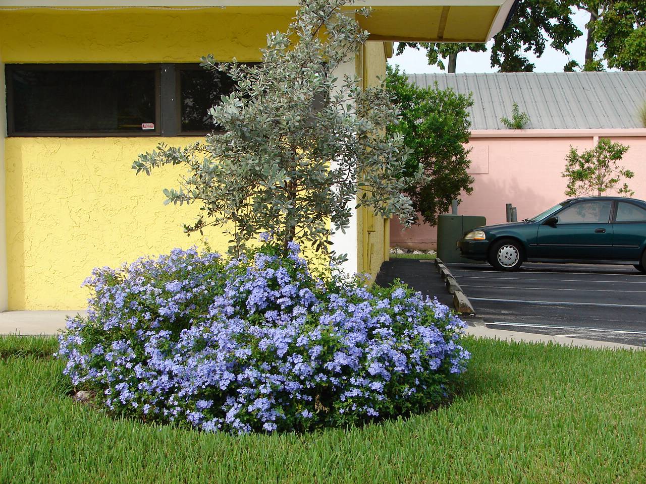 Bela emília (plumbago auriculata) em Ourinhos, SP | Classificados ...