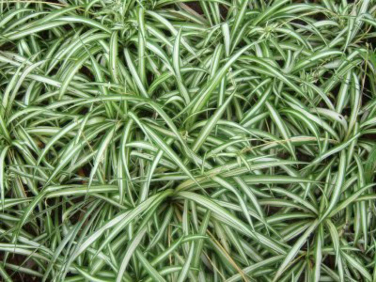 Clorofito (chlorophytum comosum) em Ourinhos, SP | Classificados - Solutudo