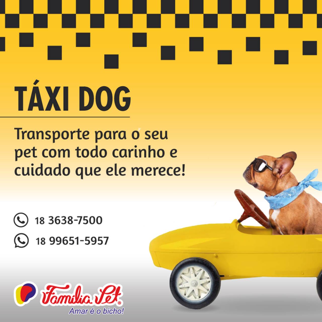 Táxi dog em Birigui, SP | Classificados - Solutudo