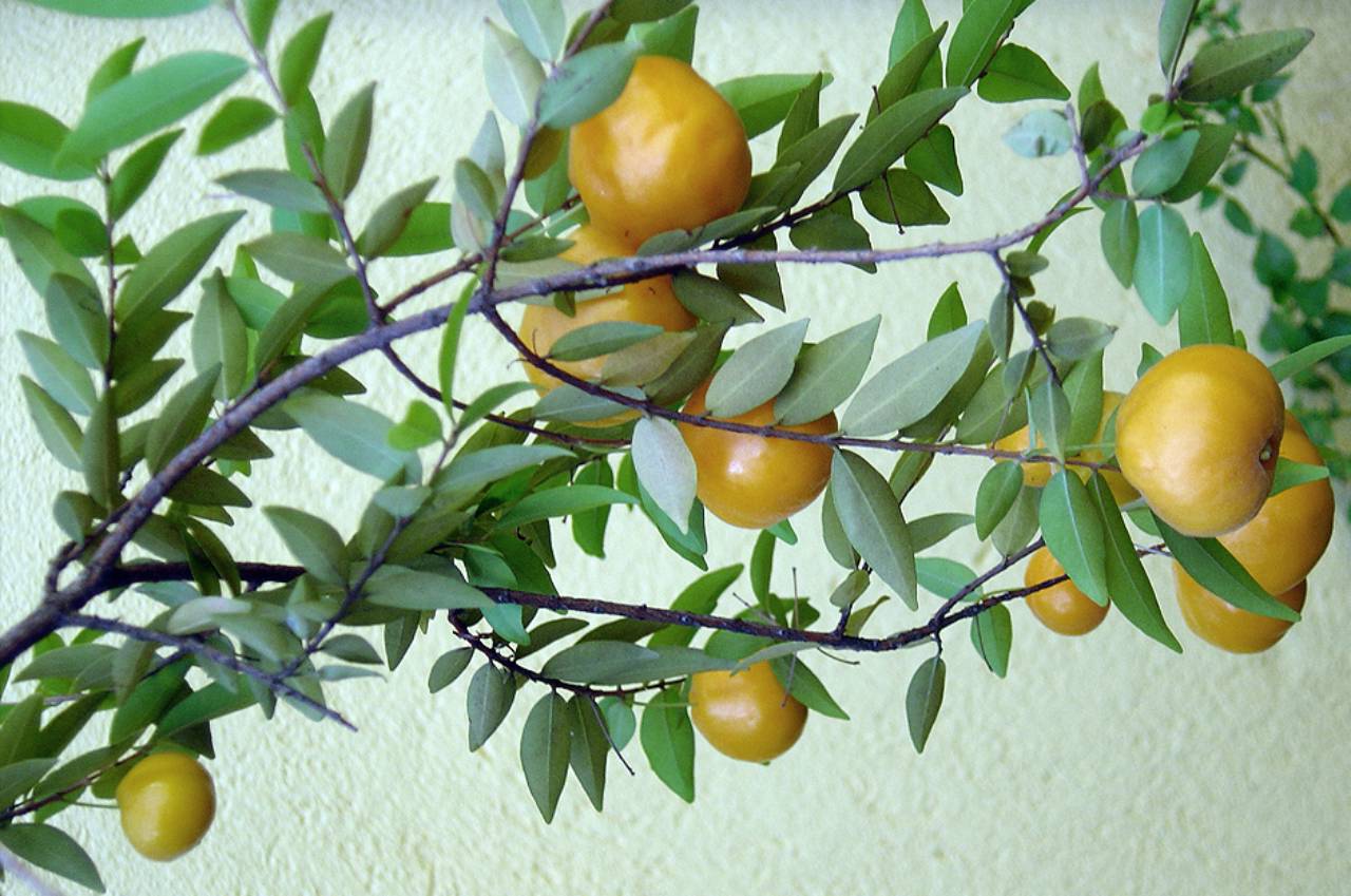 Uvaia - eugenia pyriformis em Iperó, SP | Classificados - Solutudo