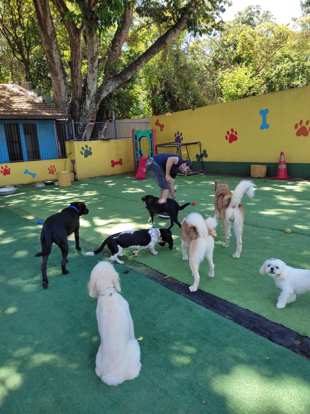 Creche meio período para pet em Foz do Iguaçu, PR | Classificados ...