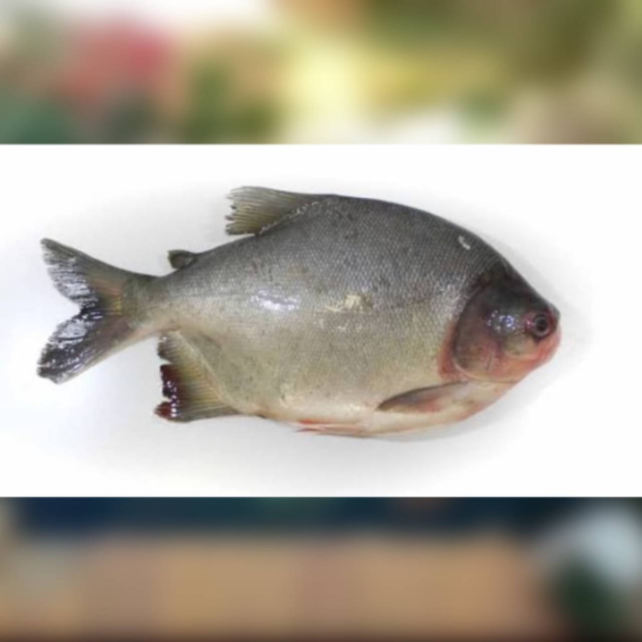 Peixe - pacu em Jundiaí, SP | Classificados - Solutudo