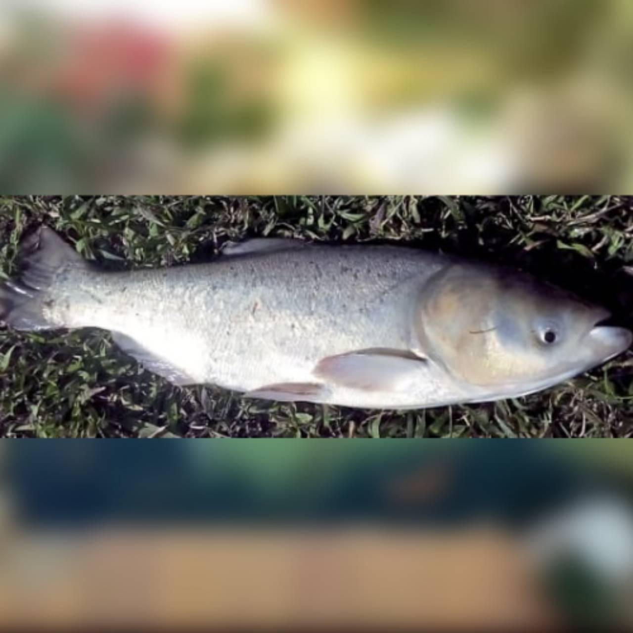 Peixe - carpa cabeçuda em Jundiaí, SP | Classificados - Solutudo