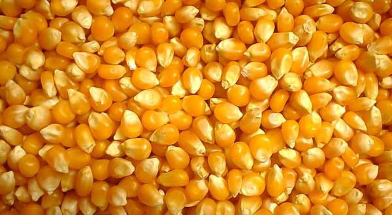 Saco De Milho 50 Kg - RETOEDU