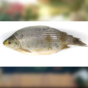 Peixe - curimba em Jundiaí, SP | Classificados - Solutudo