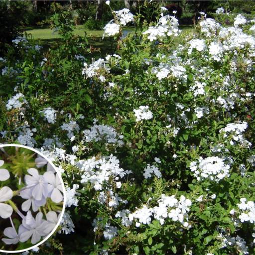 Bela emília (plumbago auriculata) em Ourinhos, SP | Classificados ...