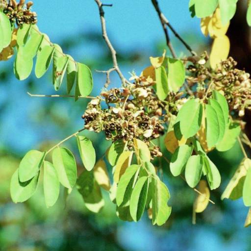 Amburana - amburana cearensis em Iperó, SP | Classificados - Solutudo