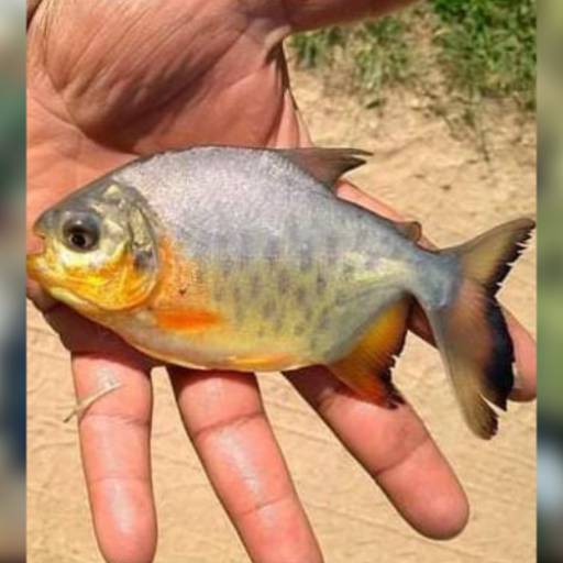 Peixe - patinga em Jundiaí, SP | Classificados - Solutudo